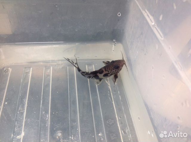 Сом синодонтис