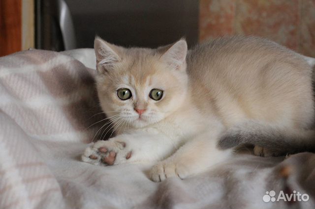Лиловая золотистая затушёванная кошечка