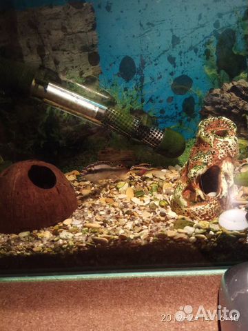 Продаю рабочую пару Пельвикахромис Пульхер