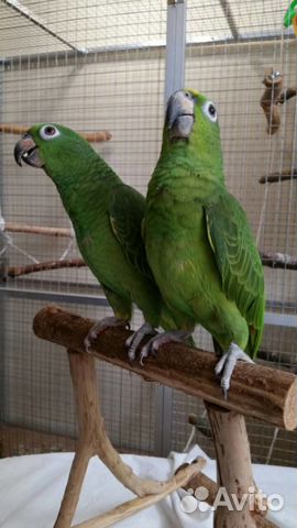 Птенцы амазона