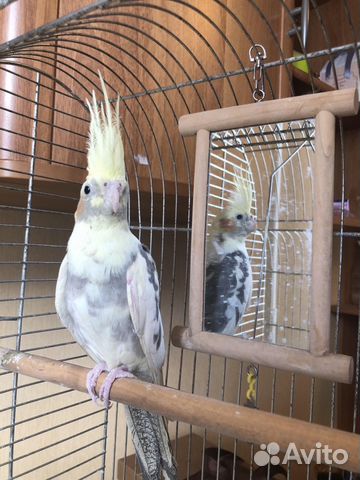 Обменяю самку корелла на самца