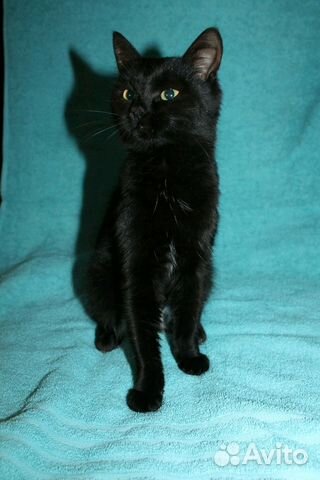 Кошечка