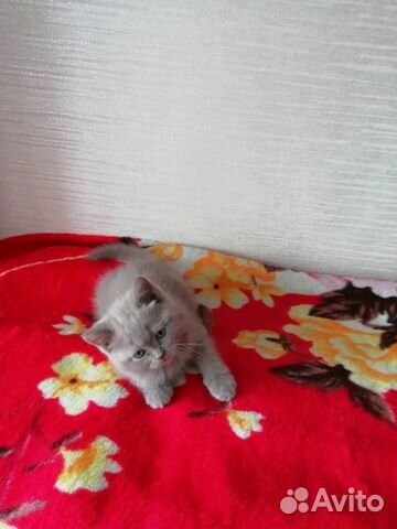 Продам котёнка британской породы