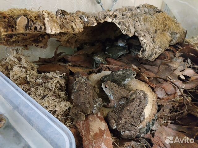 Дальневосточная/азиатская жаба / bufo gargarizans