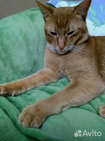 Абиссинский кот вязка