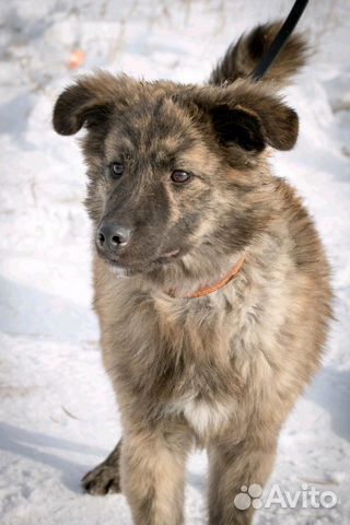 Отдам кобелька для охраны