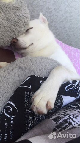 Собака Метис Лабрадора и Лайки, 1,5 года