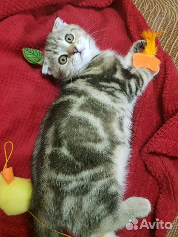 Шотландский мраморный котик