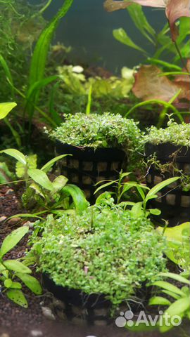 Какие аквариумные растения в Аквапит