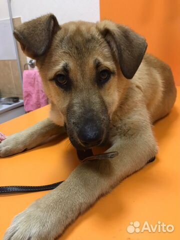 Отдам щенка добрым хозяевам