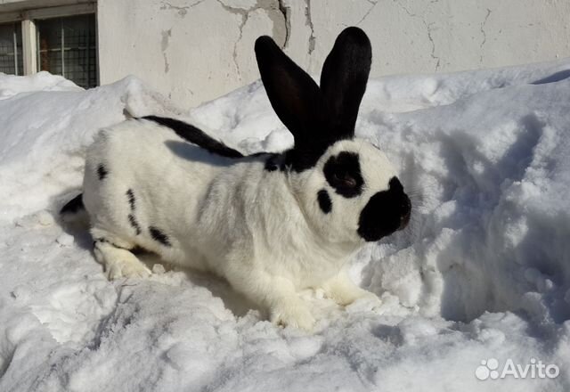 Строкачи разного возраста