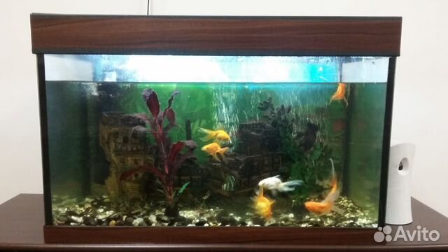 Аквариум с золотыми рыбками