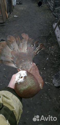 Голуби павлины