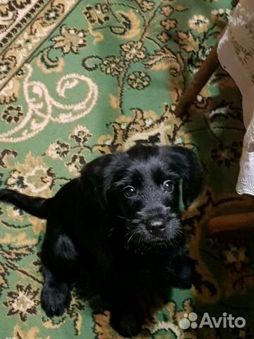 Щенок миттельшнауцера и кокер-спаниель. Умный