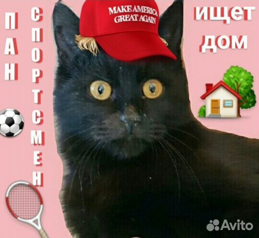 Стильный кот - возраст 1 год
