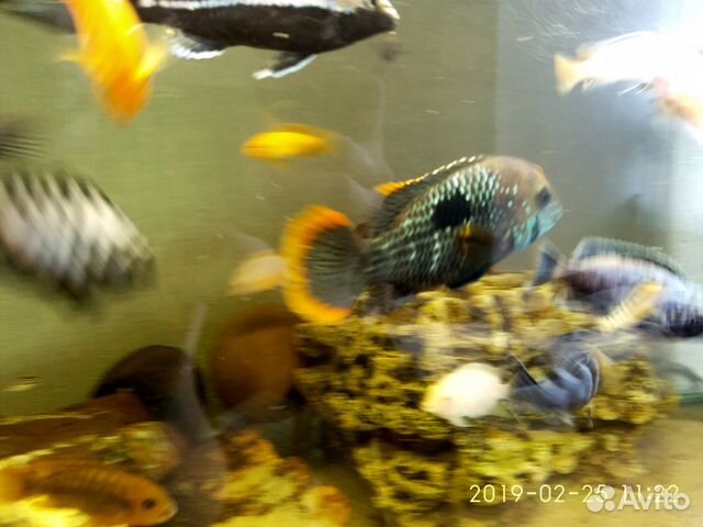 Пара бирюзовых Акар