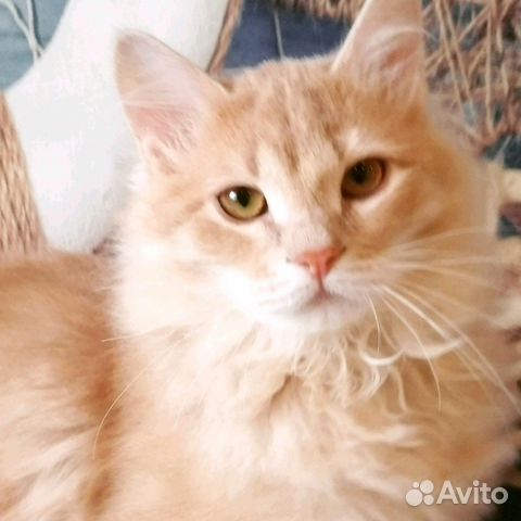 Сибирский котик рыжик