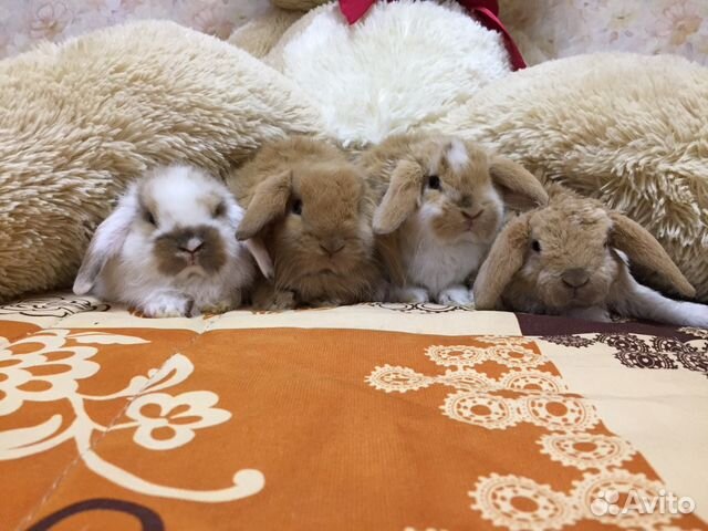 Крольчата барашки к празднику