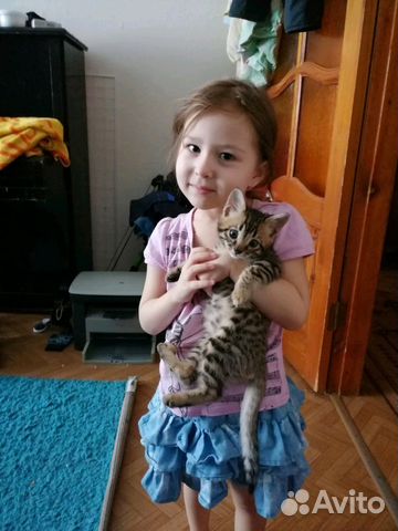 Котенок бенгал (смесь с сосока)