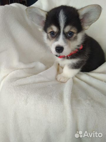 Щенки вельш корги пемброк