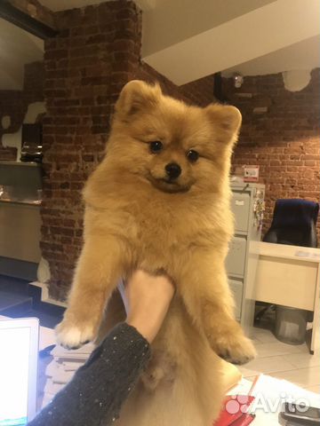 Померанский шпиц (кобель для вязки)
