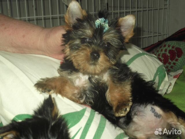 Носики курносики - девочки и мальчик