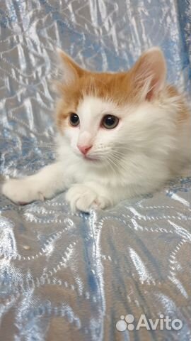 Котята-медвежата в дар, 2 месяца