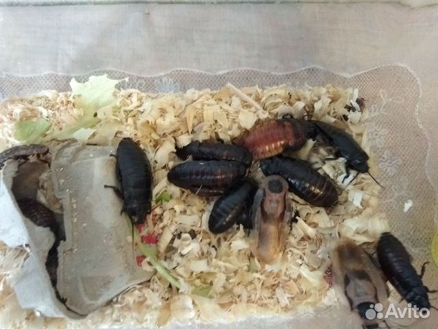 Мадагаскарские и кубинские тараканы