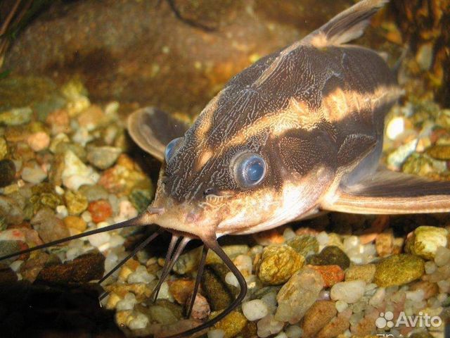 Рыбки. Платидорас взрослый