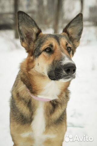 Очаровательная Николь в добрые руки