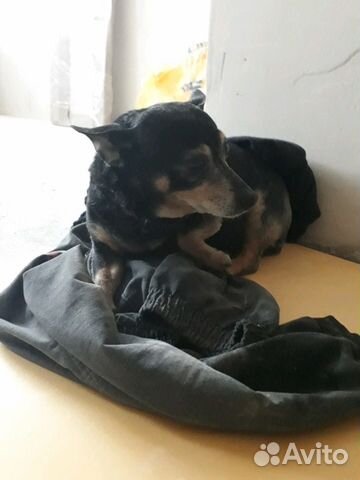 Собака