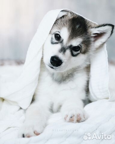 Щенки Аляскинских маламутов