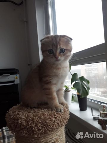 Золотые вислоухие шотландцы