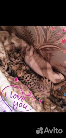 Котята бенгальские