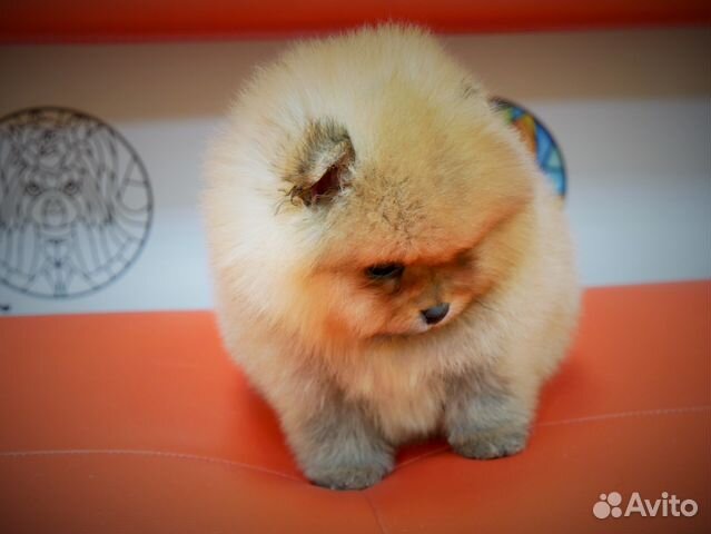 Шпицы Солнышки