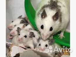 Мастомисы (крыса-мышь)