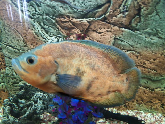 Астронотус