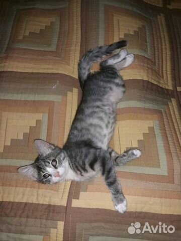 Котёнок ищет тёплый и уютный дом