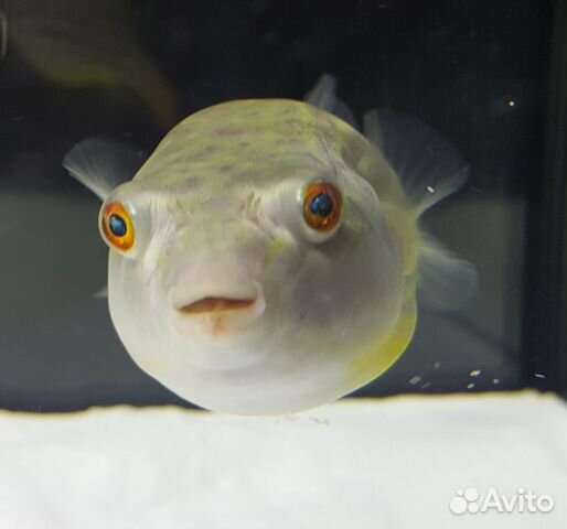 Тетрадон Фахака