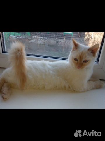 Тайский котик