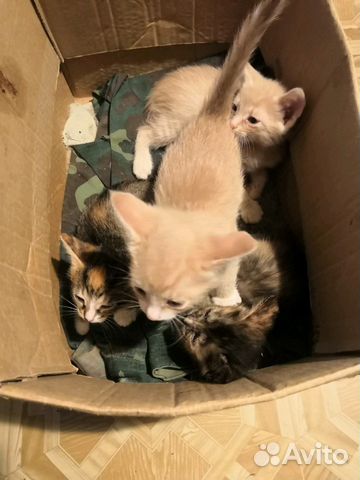 Котенок в добрые руки