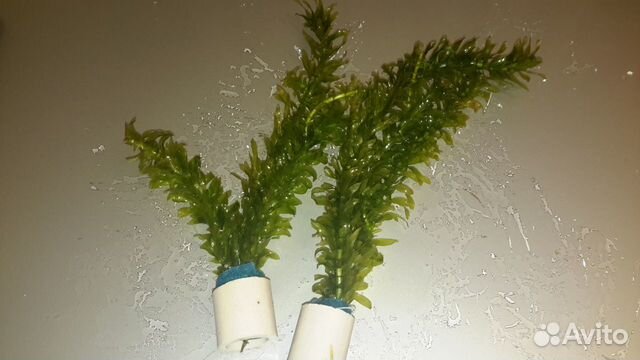 Растения для аквариума (элодея)