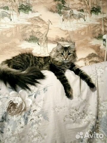 Кошка компаньён