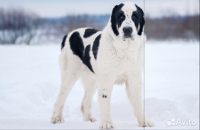 Огромные щенки от огромных родителей