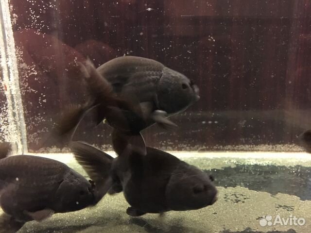 Ранчю чёрная