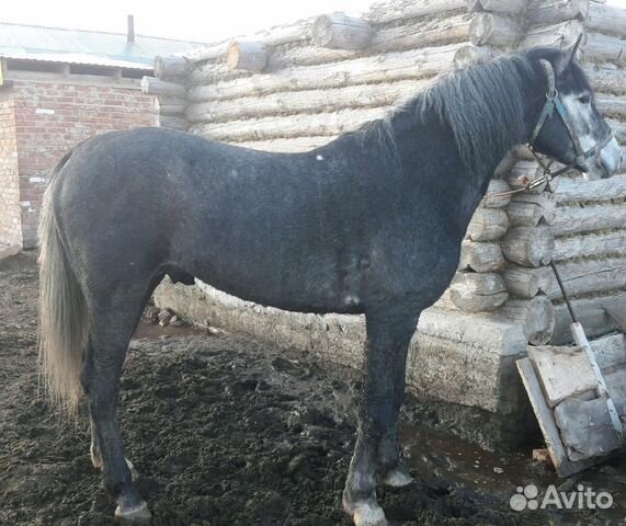 Орловский жеребец