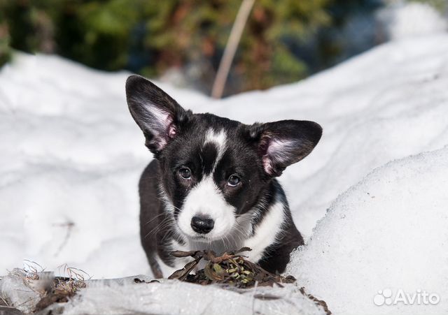 Вельш корги кардиган