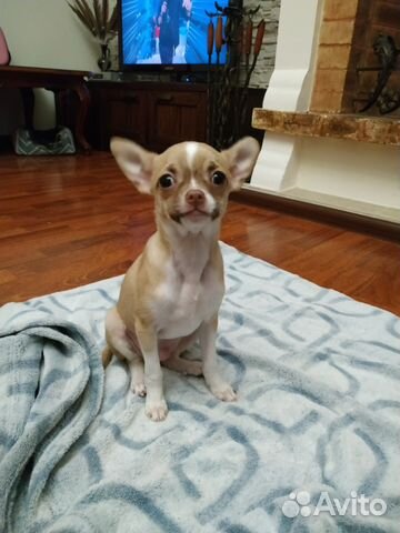 Продам щенка