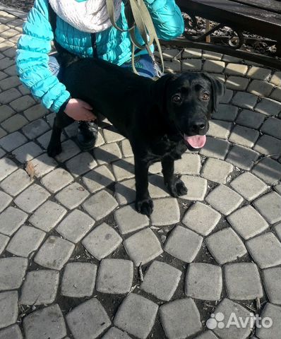 Лаблодор-ретивер 5 месяцев
