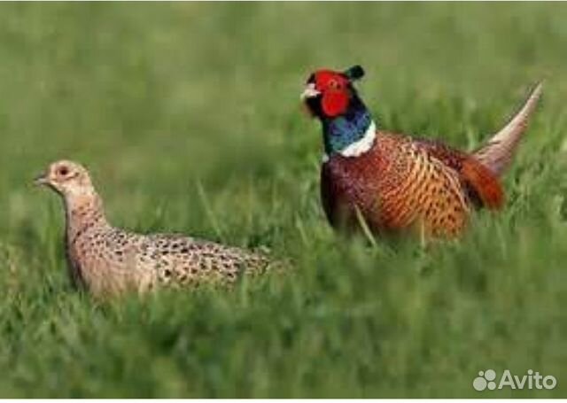 Фазан охотничий